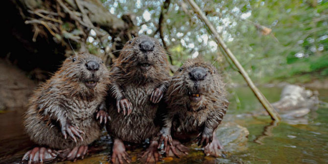 Castoridae – Small Mammals SG