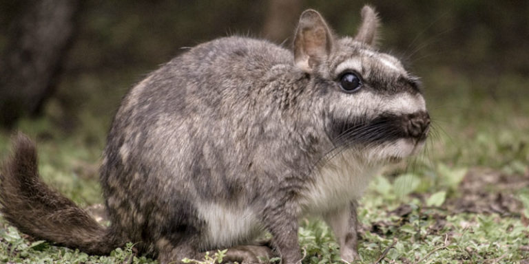 Chinchillidae – Small Mammals SG