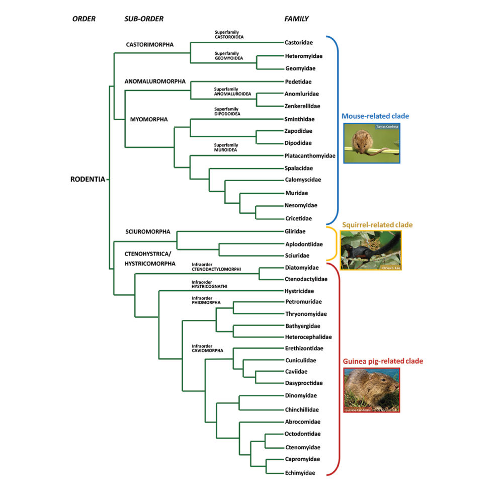 Small Mammals – Small Mammals SG