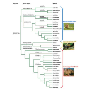 Small Mammals – Small Mammals SG