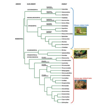Small Mammals – Small Mammals SG