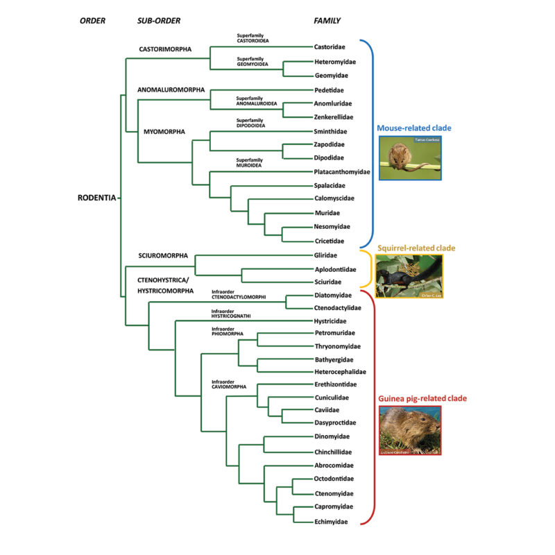 Small Mammals – Small Mammals SG