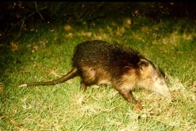 Key Species – Small Mammals SG