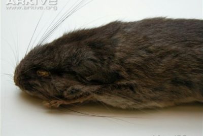 Key Species – Small Mammals SG