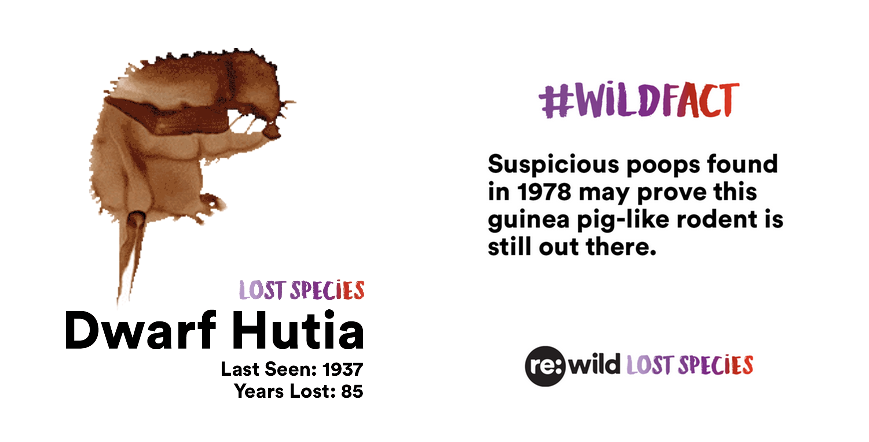 The search for lost species continues… – Small Mammals SG