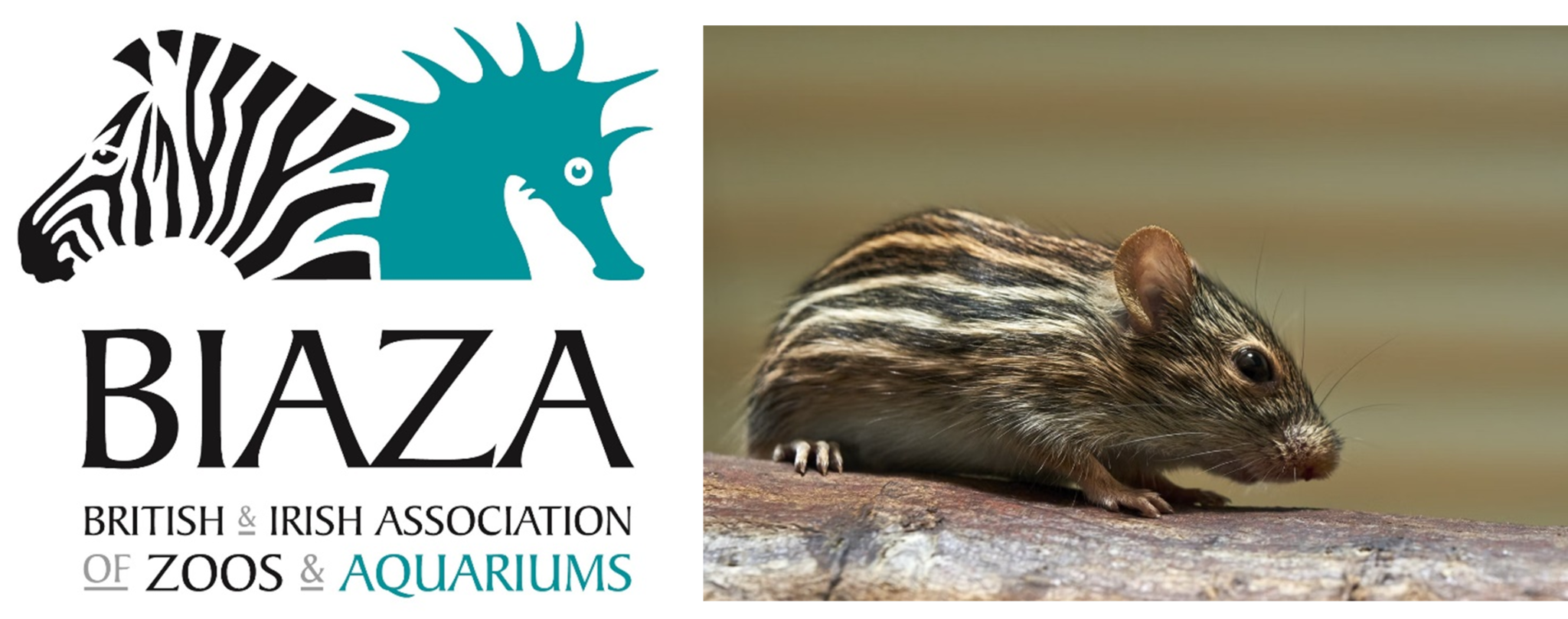 SMSG research wins a silver BIAZA award – Small Mammals SG