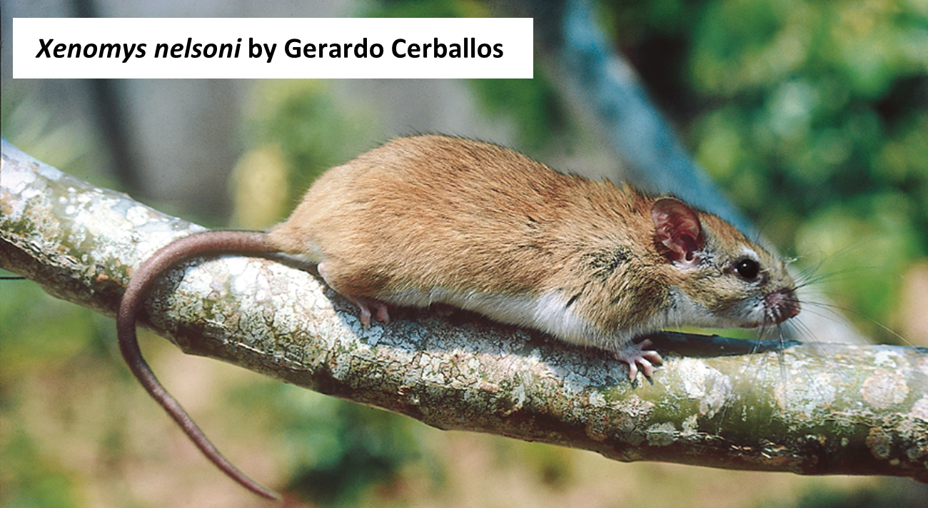November 2025 – Small Mammals SG