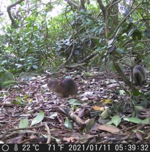 Santa Catarina’s Guinea Pig: the rarest rodent in the world? – Small ...