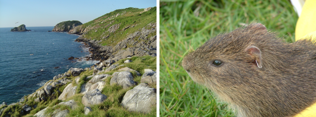 Santa Catarina’s Guinea Pig: the rarest rodent in the world? – Small ...