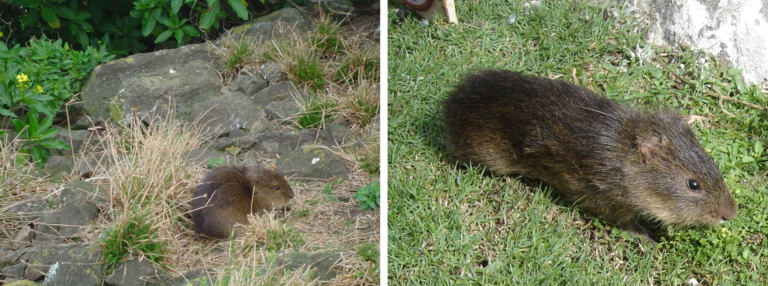 Santa Catarina’s Guinea Pig: the rarest rodent in the world? – Small ...