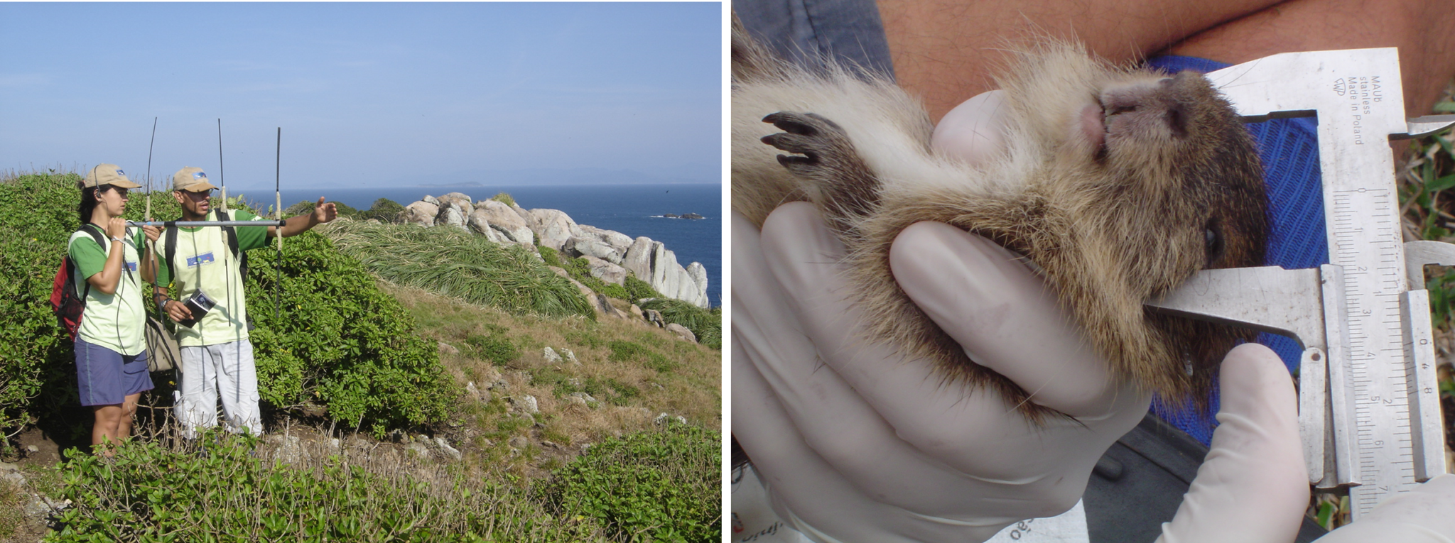 Santa Catarina’s Guinea Pig: the rarest rodent in the world? – Small ...