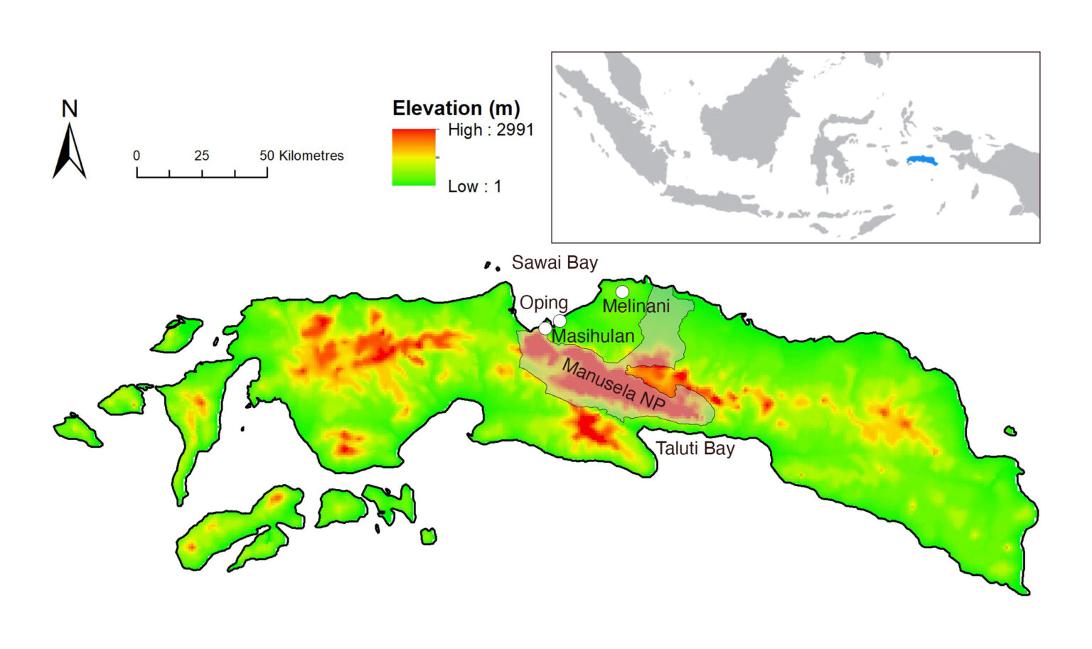 Rediscovery of the elusive Seram Orange Melomys – Small Mammals SG