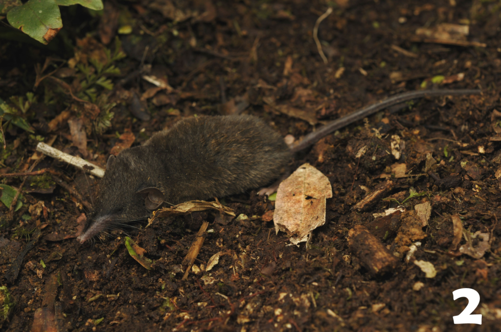 Sulawesi Small Mammal Workshop – Small Mammals SG