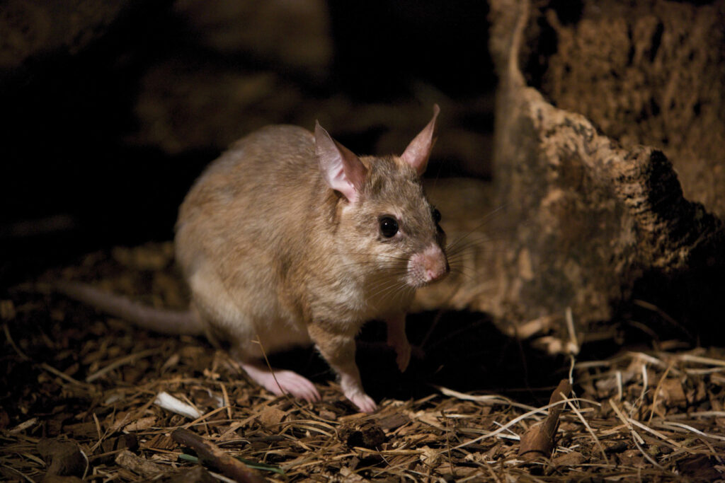 Happy World Rat Day! – Small Mammals SG