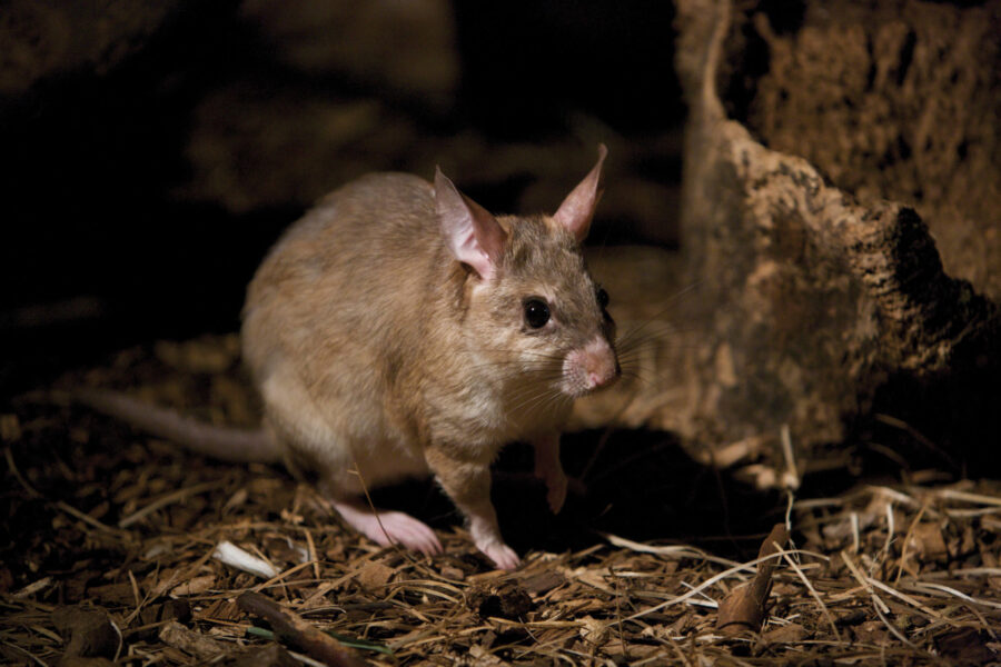 Happy World Rat Day! – Small Mammals SG