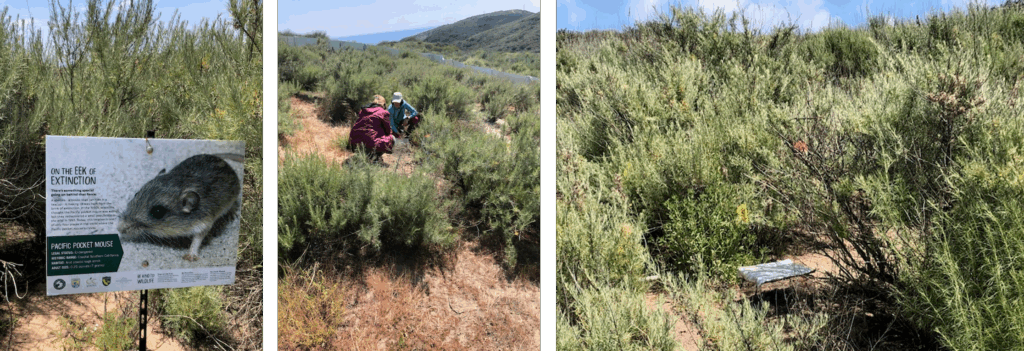 Critically Endangered Hamster, Meet Endangered Pocket Mouse – Small ...